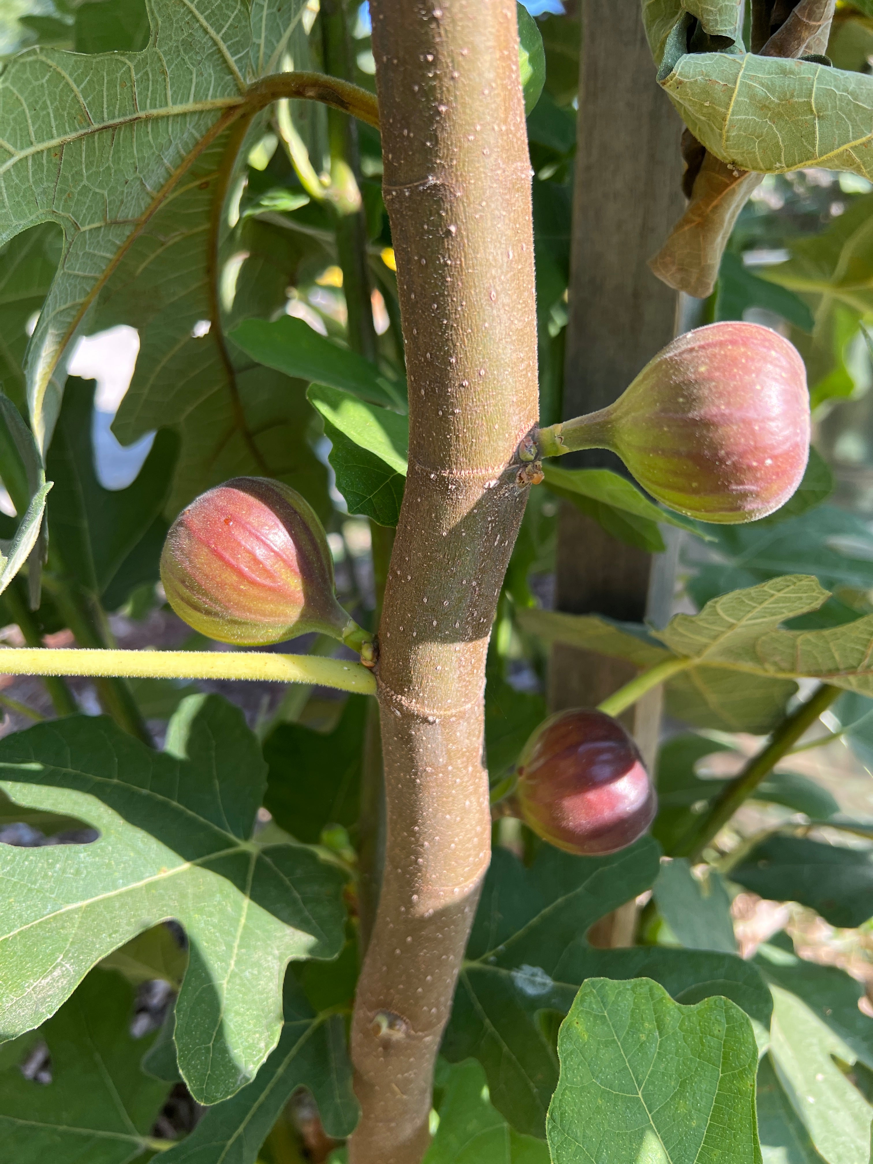 Figs – The Farm On Central