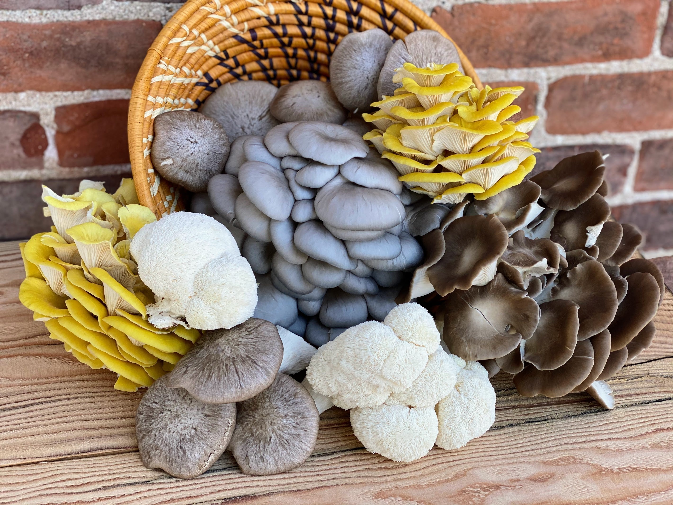 Mushroom Grow Kits – The Farm On Central