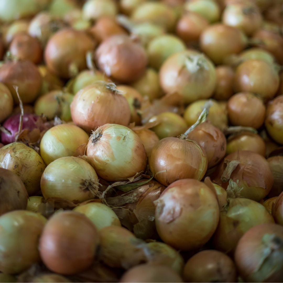 Highlander Onion Plants (Intermediate - Long) – The Farm On Central