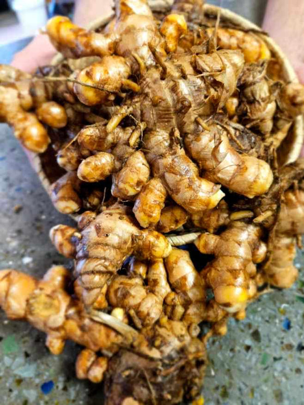 Turmeric, Alabama Wild ~PREORDER – The Farm On Central