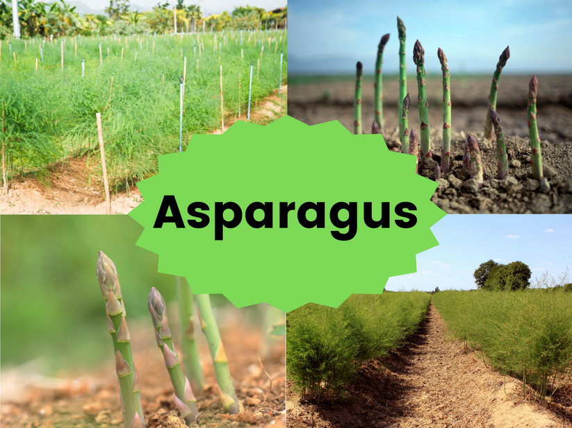 Millennium Asparagus Crowns – The Farm On Central