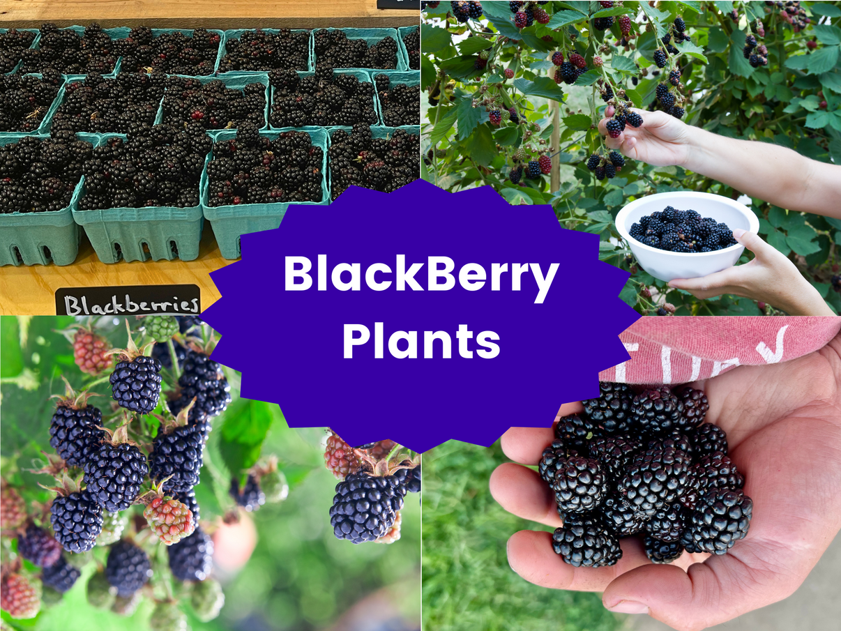 Triple Crown Blackberry Plant – The Farm On Central