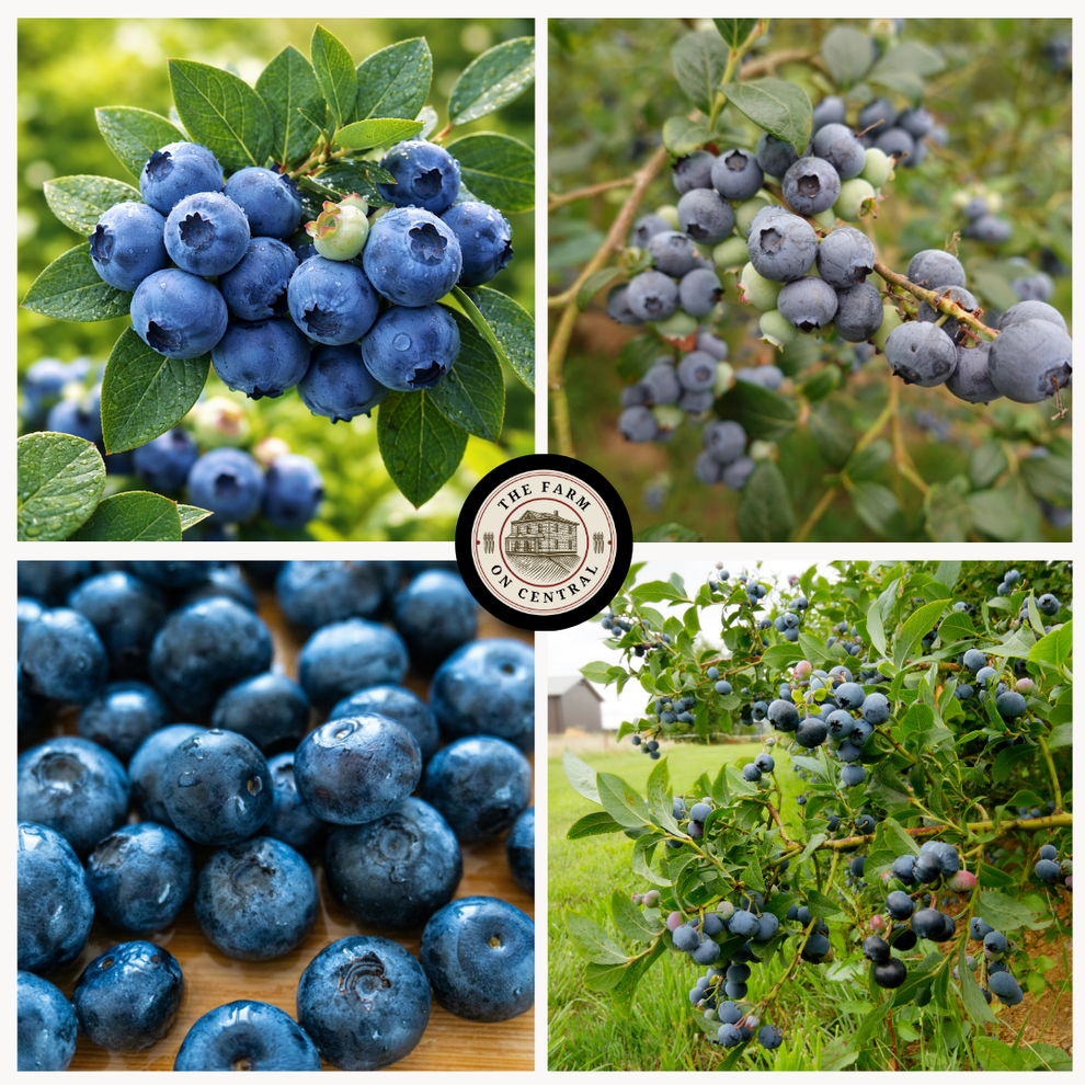 Blueberry Plant Collection - Northern Highbush Trio (Free Shipping ...