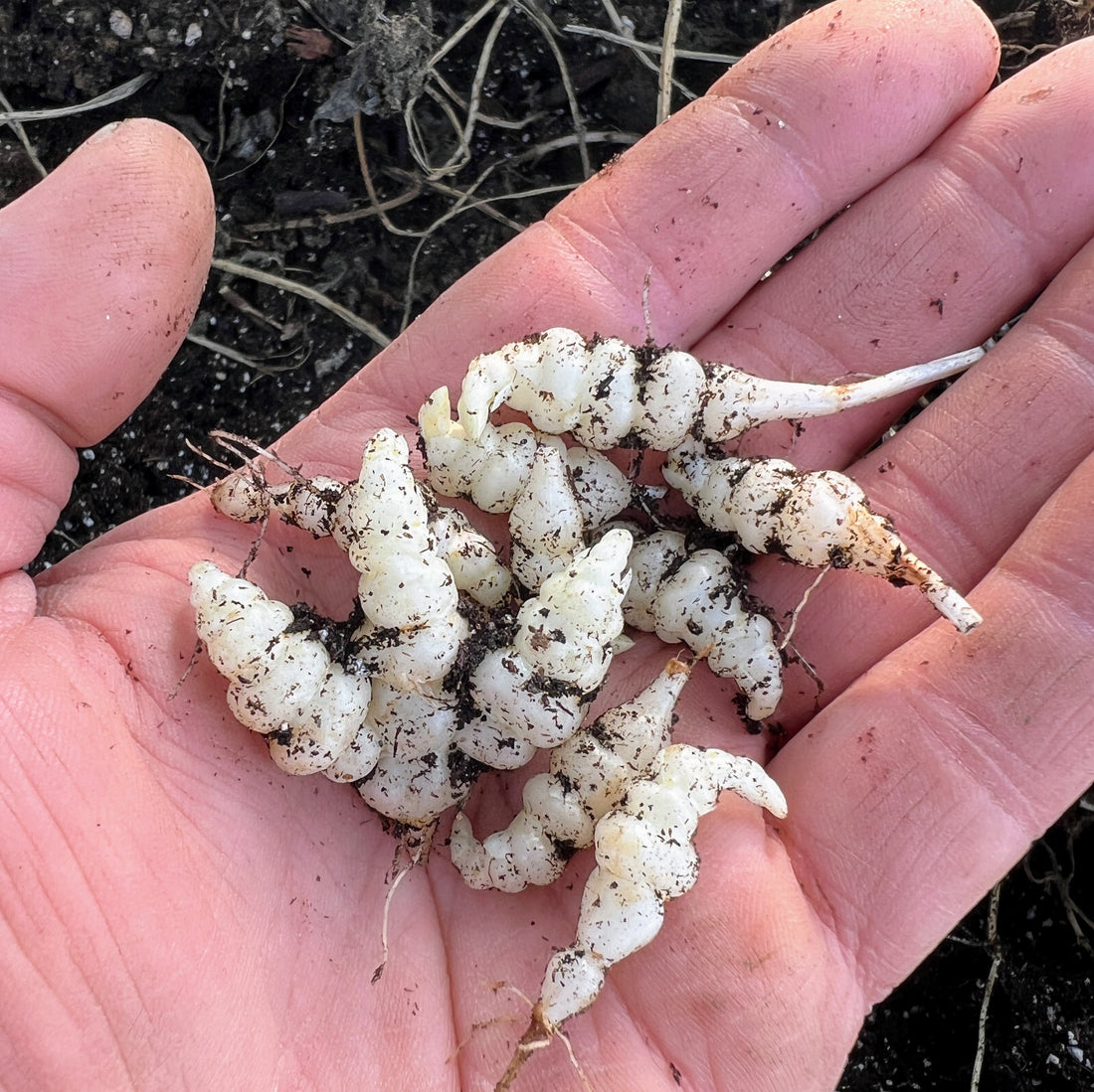 Chinese Artichoke (Crosnes) – The Farm On Central