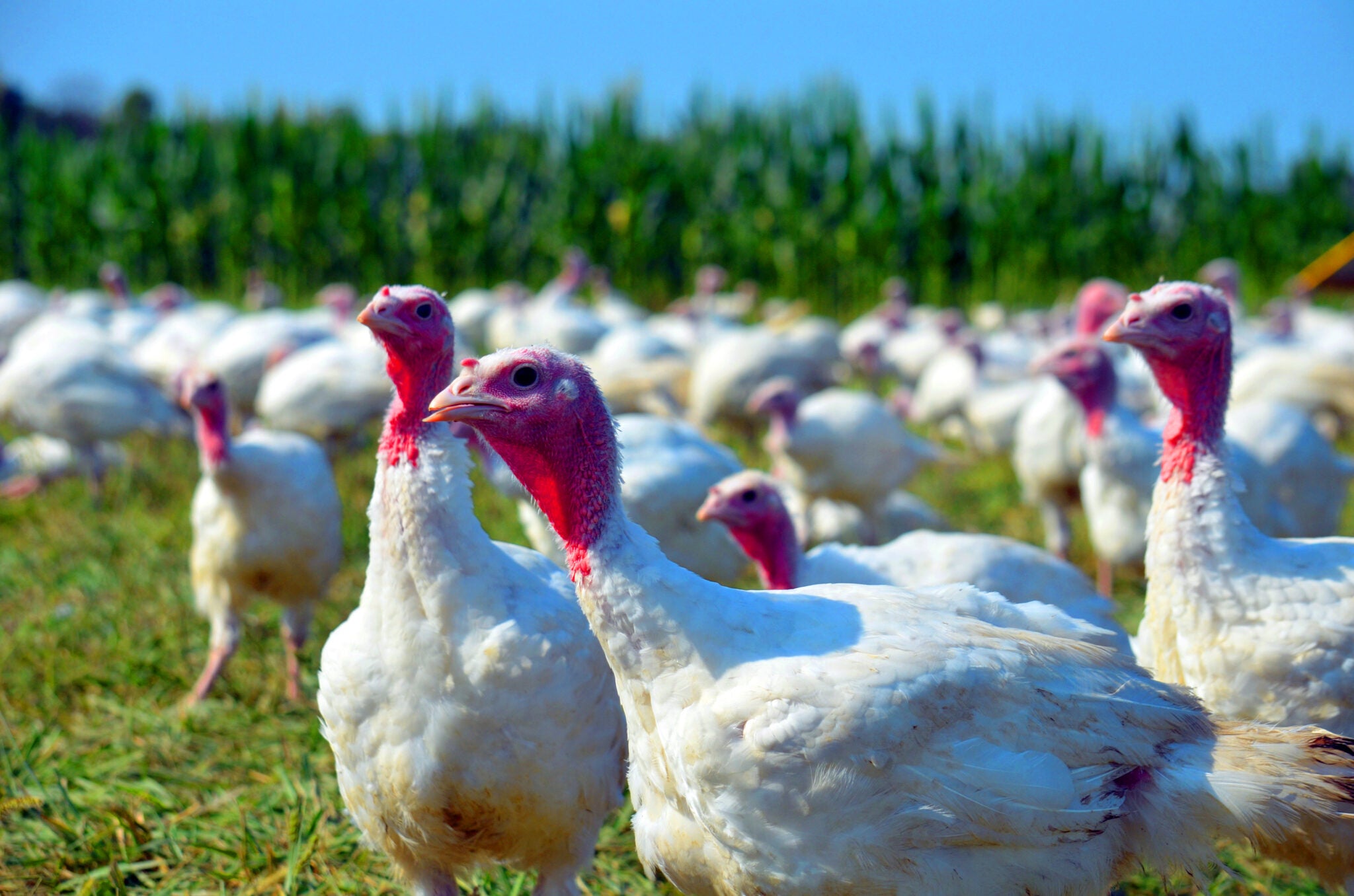 Thanksgiving Turkey - Vegetarian / Non-GMO Fed - Deposit – The Farm On ...