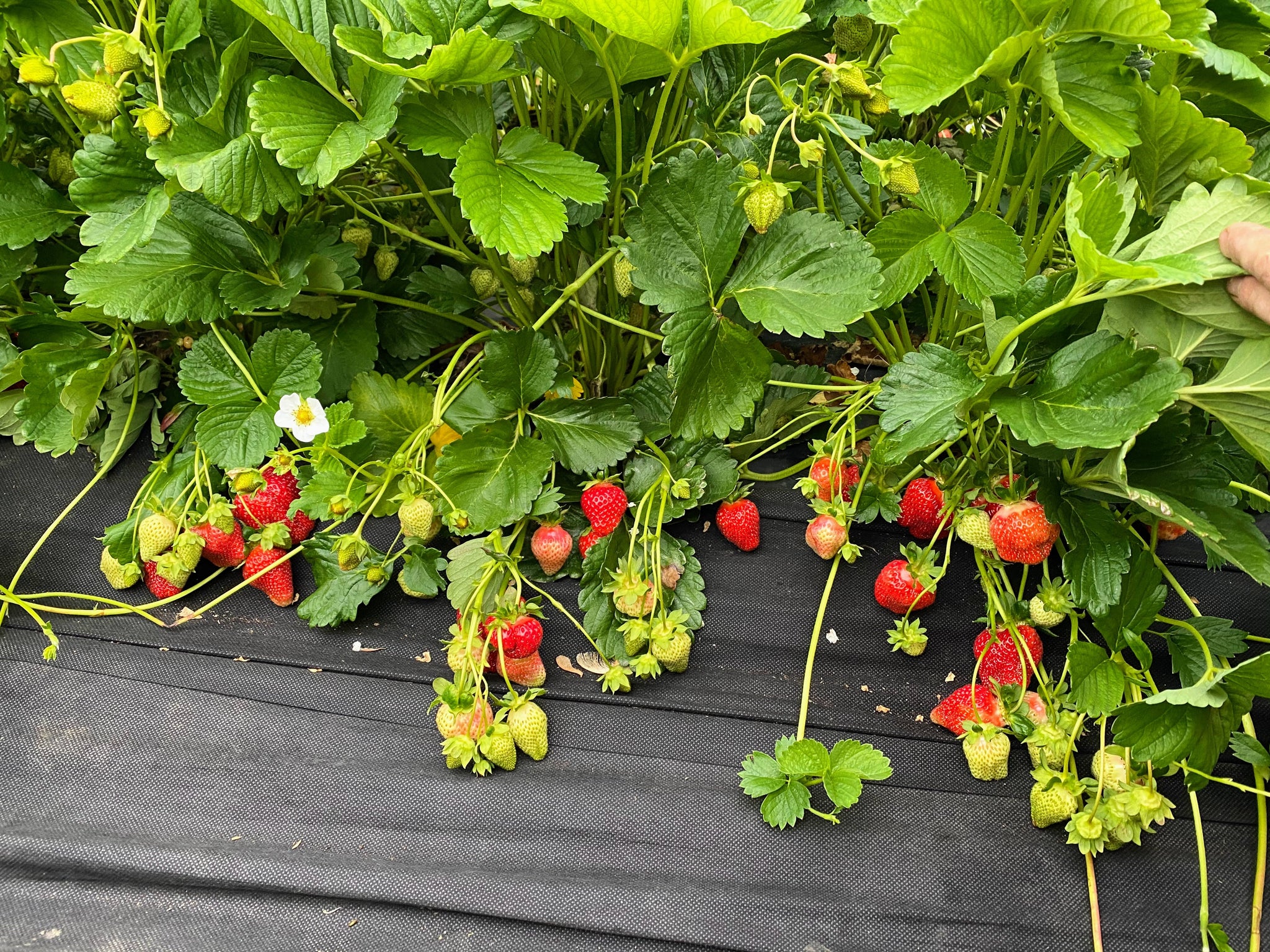 PREORDER: Ruby June Strawberry Plants - Free Shipping! - Fall Planting ...