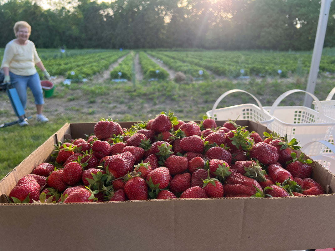 Fall Strawberry Plugs and Bare Root Plants – The Farm On Central