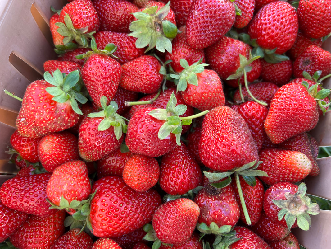 Fall Strawberry Plugs and Bare Root Plants – The Farm On Central