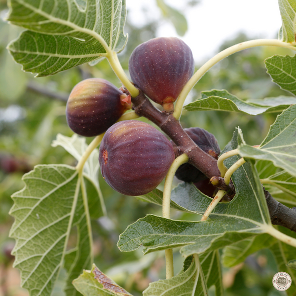 Olympia Hardy Fig Plugs – The Farm On Central