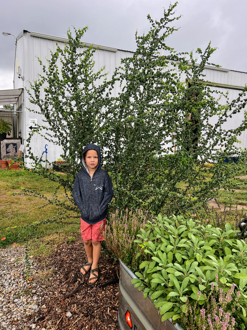 Ram's Horn Willow Salix babylonica 'Crispa' – The Farm On Central