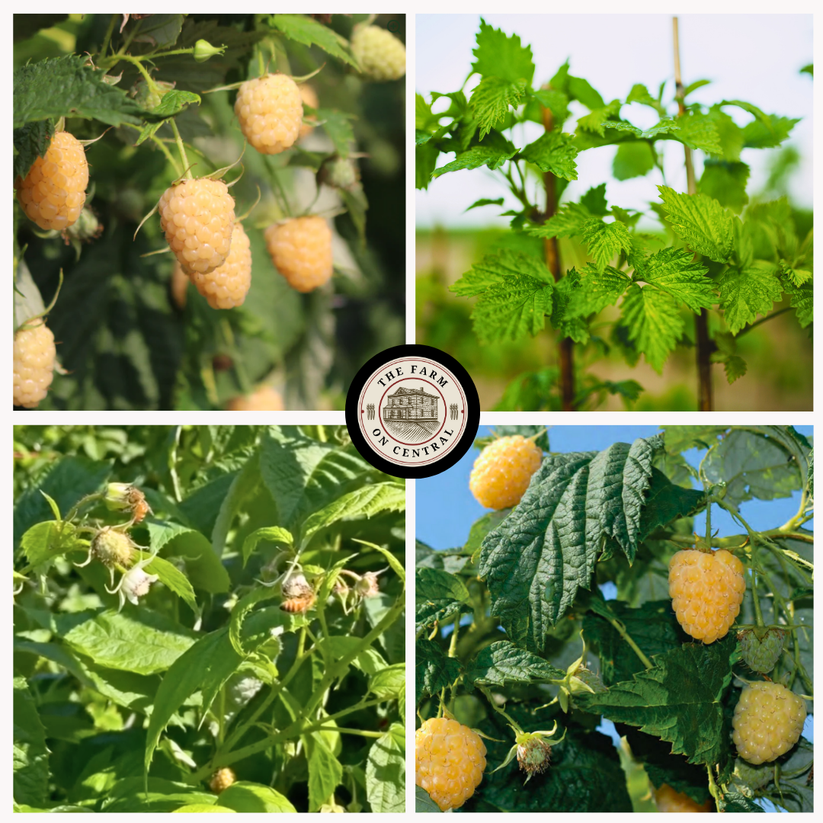 Anne Raspberry – The Farm On Central