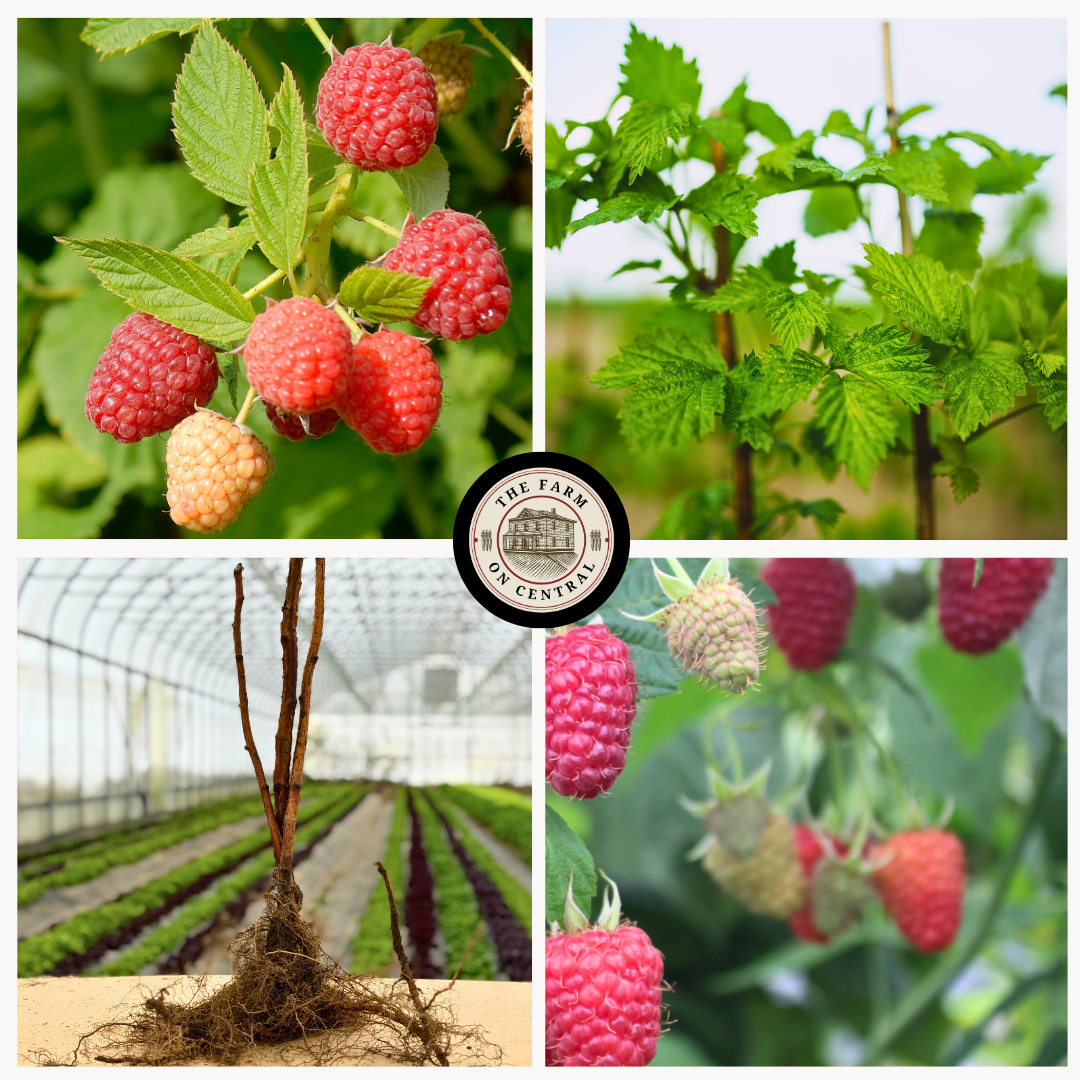 Prelude Raspberry Plant – The Farm On Central