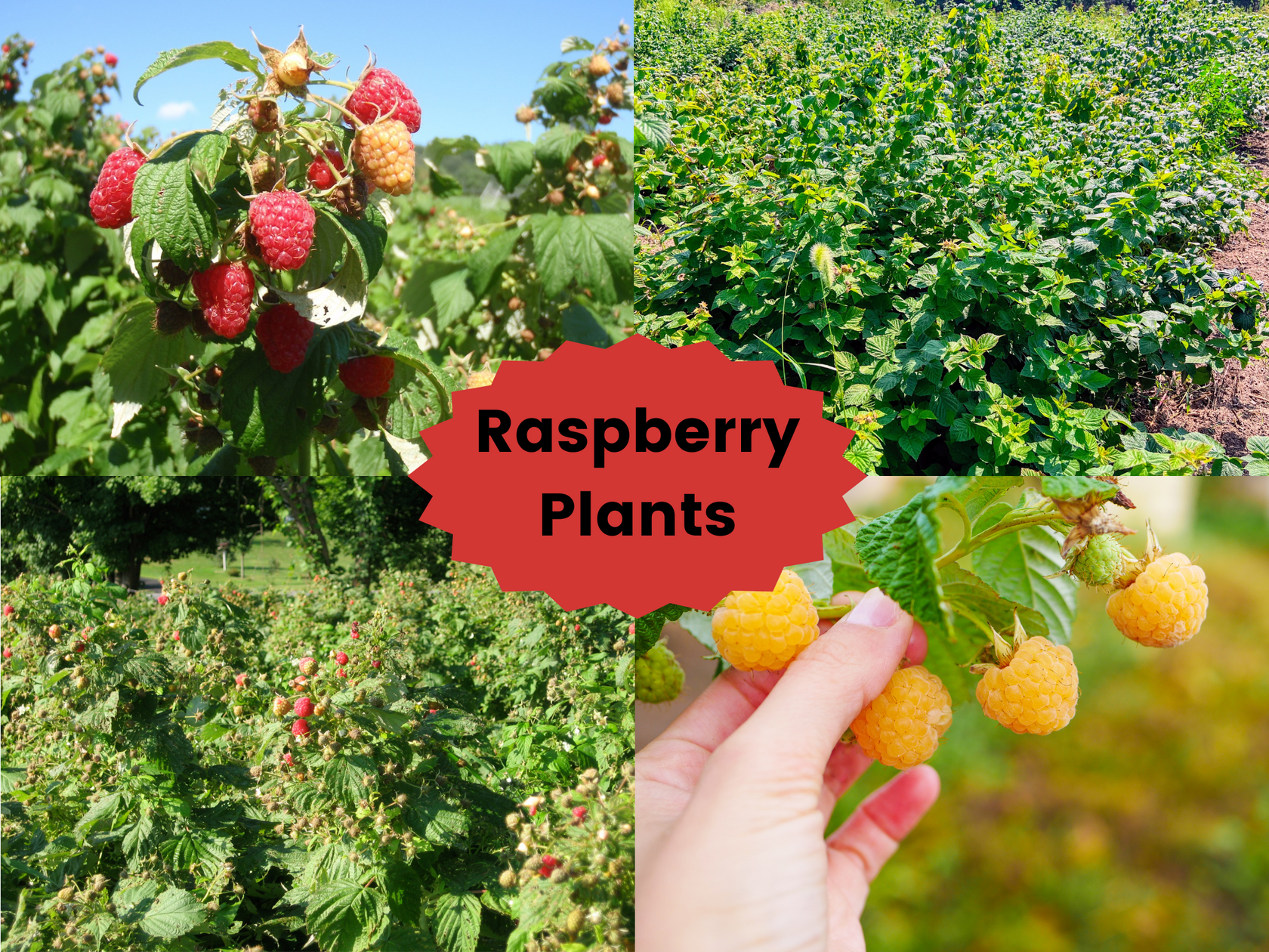 Anne Raspberry – The Farm On Central