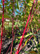 Red Osier Dogwood Cuttings (Cornus sericea) – The Farm On Central