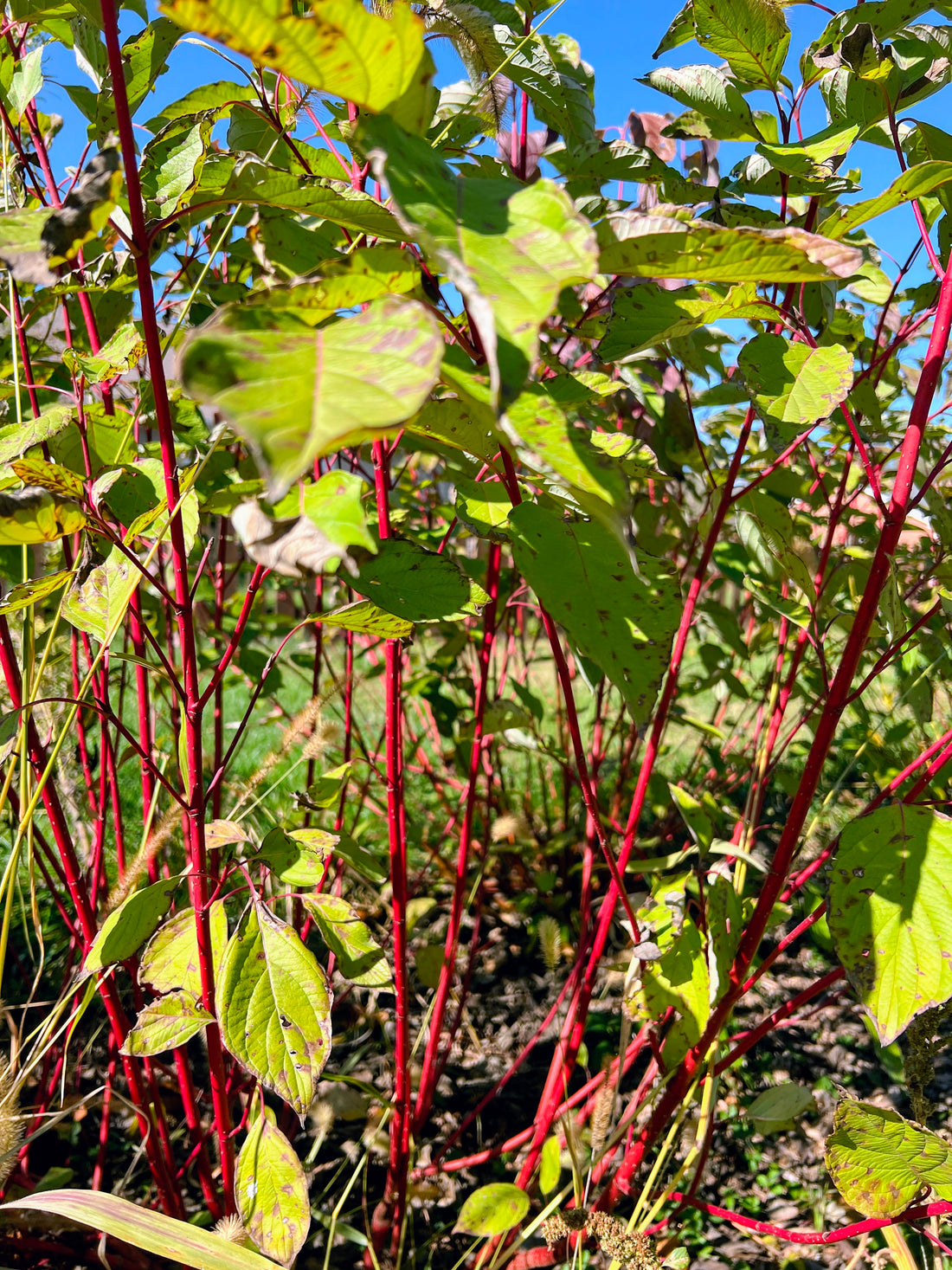 Red Osier Dogwood Cuttings (Cornus sericea) – The Farm On Central