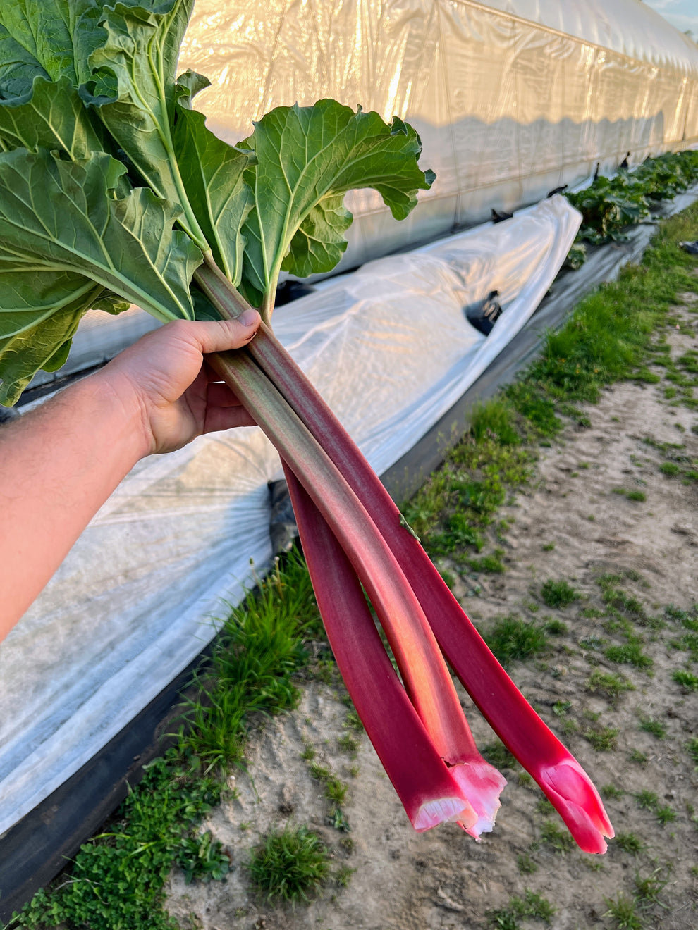 Crimson Red Rhubarb – The Farm On Central