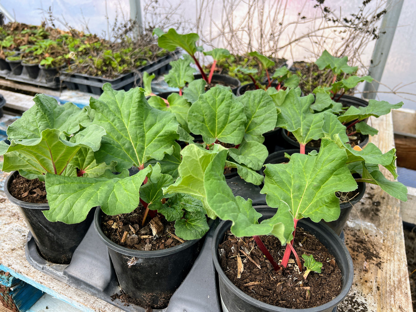 Crimson Red Rhubarb – The Farm On Central