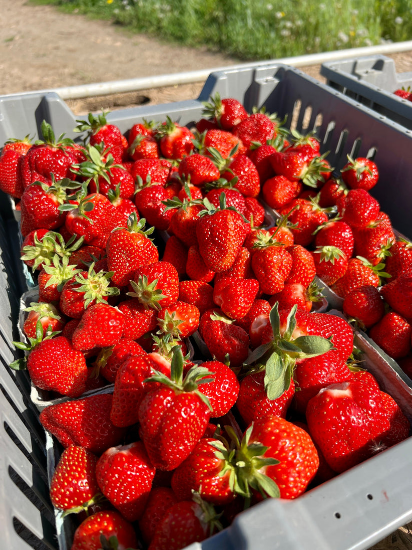 Mara Des Bois Everbearing Strawberry Plants – The Farm On Central