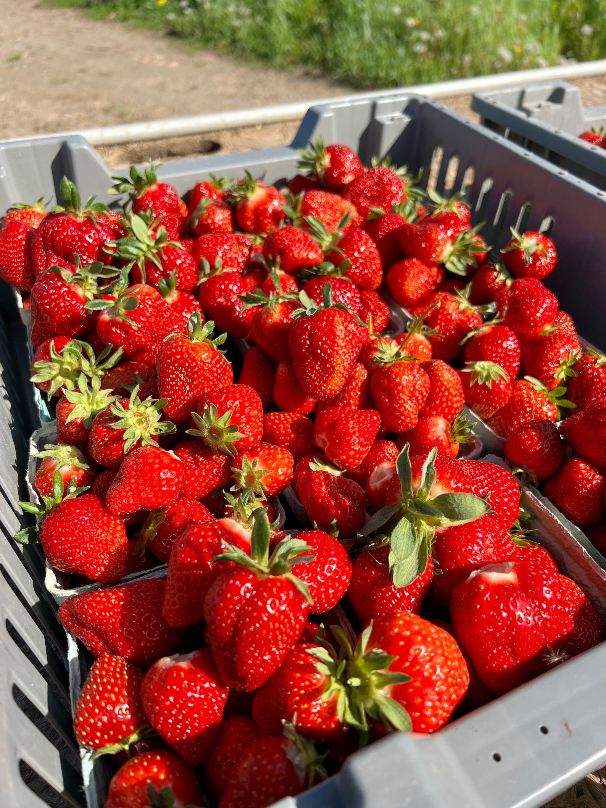 Cabot Strawberry Plants – The Farm On Central