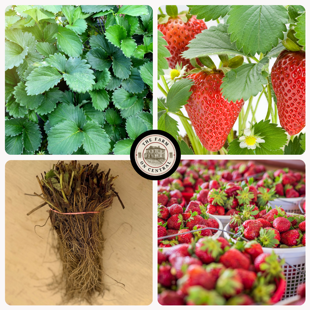 All Star Strawberry Plants – Mid-Season Champion – The Farm On Central