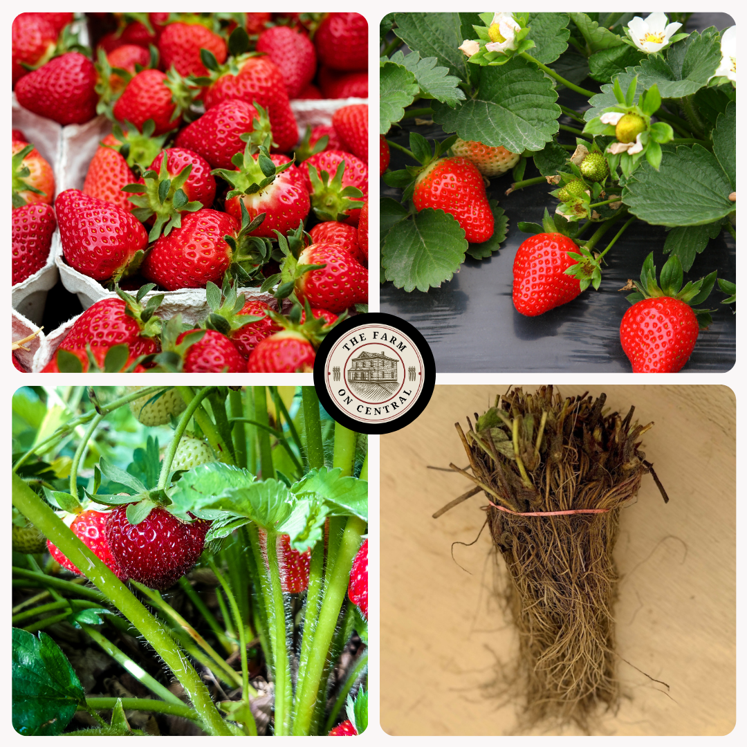 Evie 2 Strawberry Plants – The Farm On Central