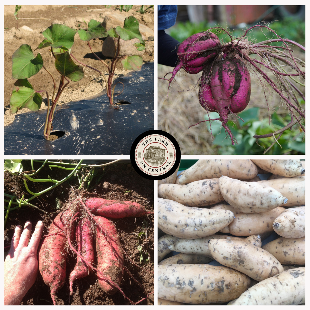 Sweet Potato Plants – The Farm On Central