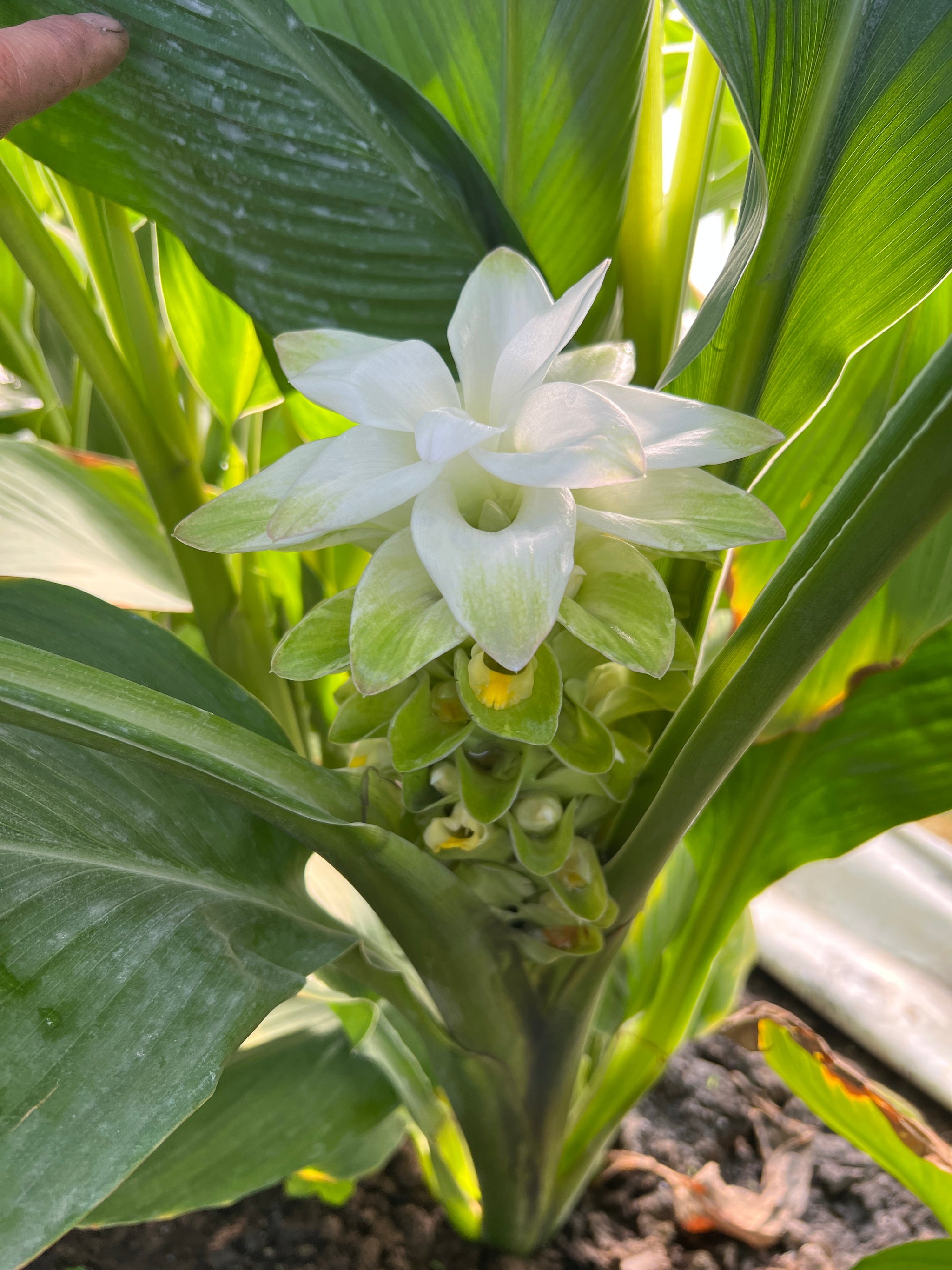 Turmeric Plants – The Farm On Central