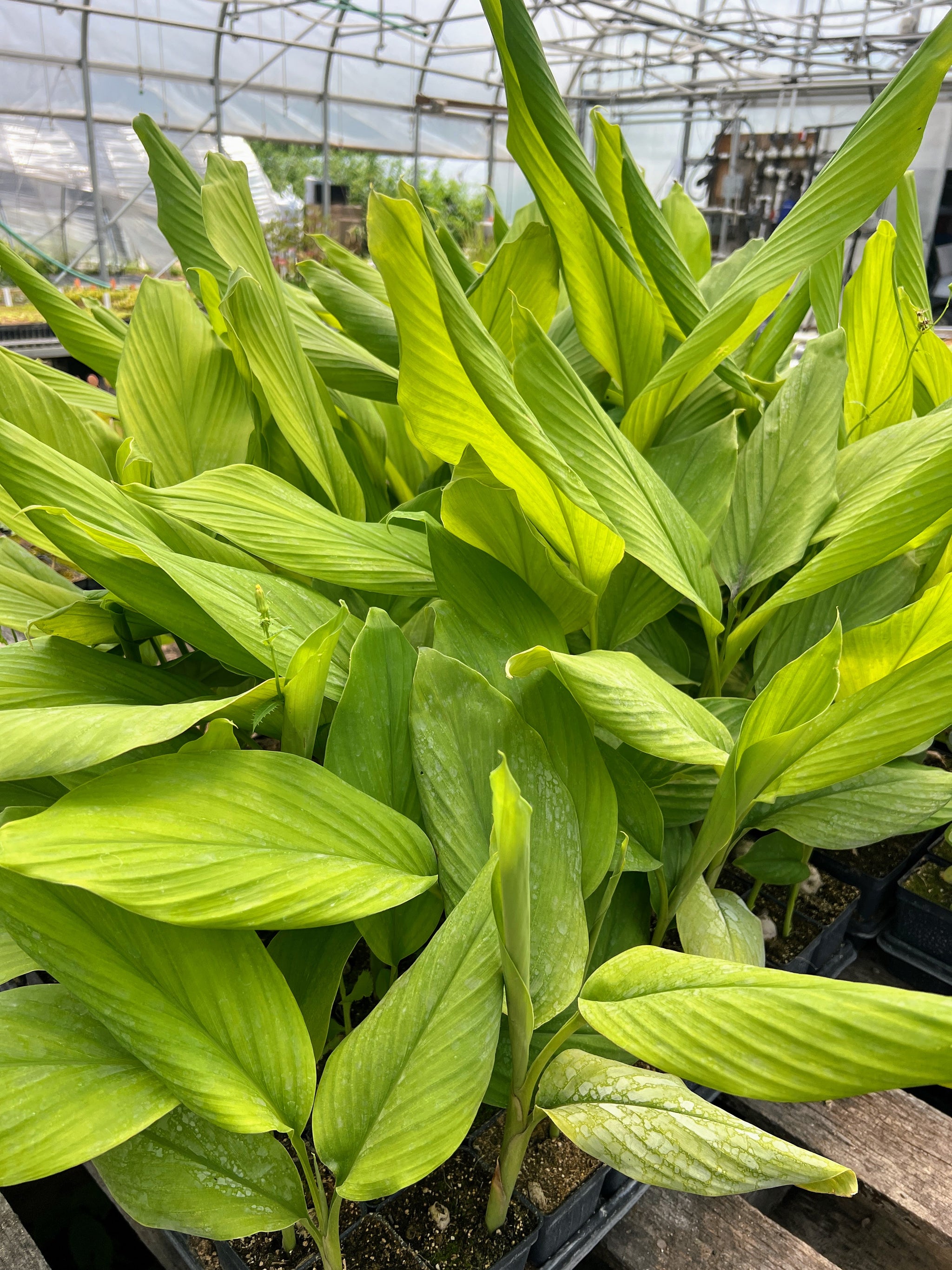 Turmeric Plants – The Farm On Central