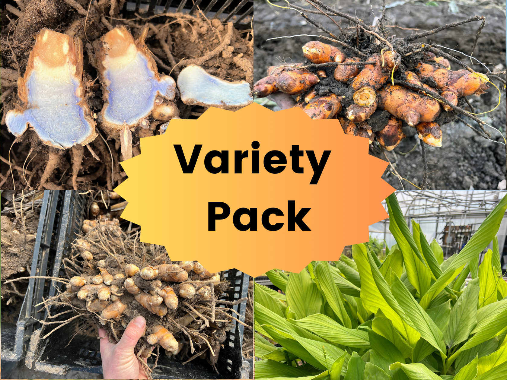 Turmeric Seed Rhizomes (Sample Packs) – The Farm On Central