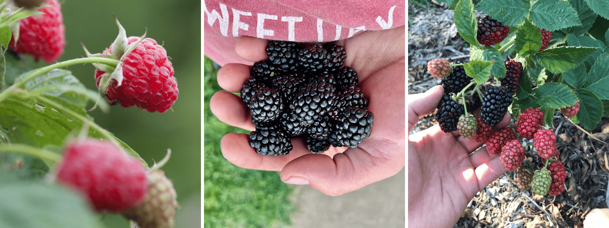 Brambles - Shop Raspberry Plants – The Farm On Central