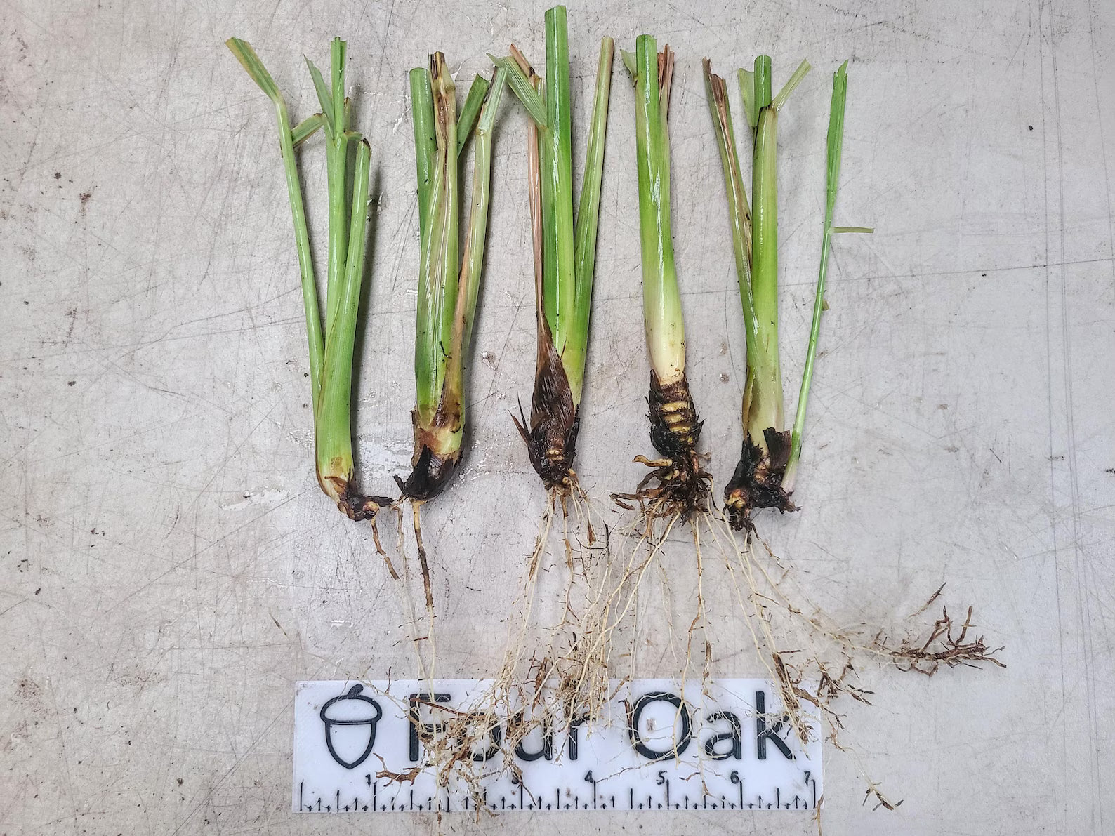 Lemongrass Crowns (Bare Root) – The Farm On Central