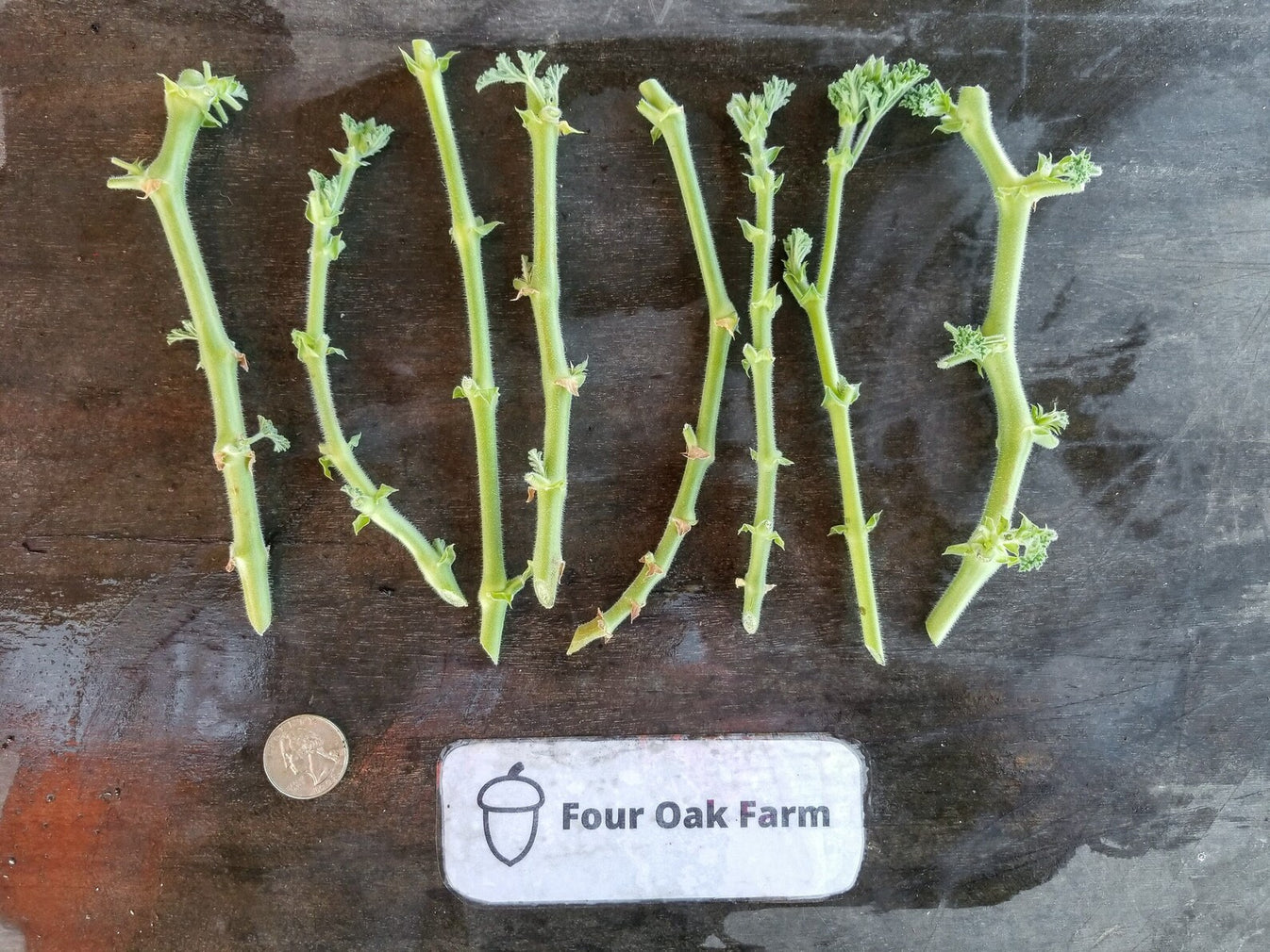 Rose Geranium - Live Cuttings – The Farm On Central