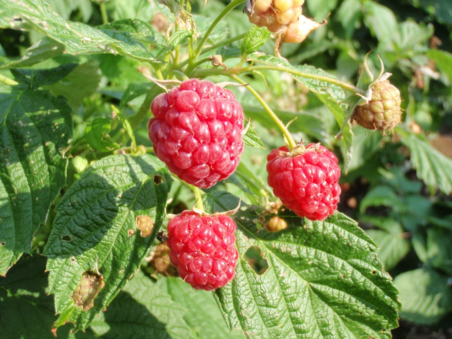 Brambles - Shop Raspberry Plants – The Farm On Central