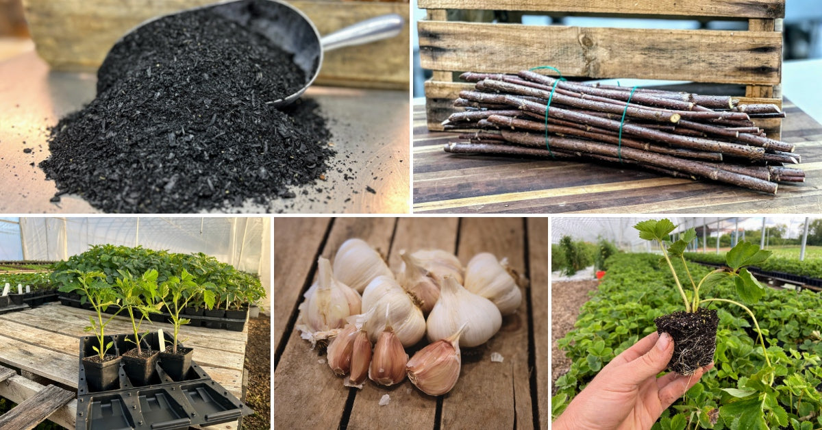 Fruit Starts – Page 5 – The Farm On Central