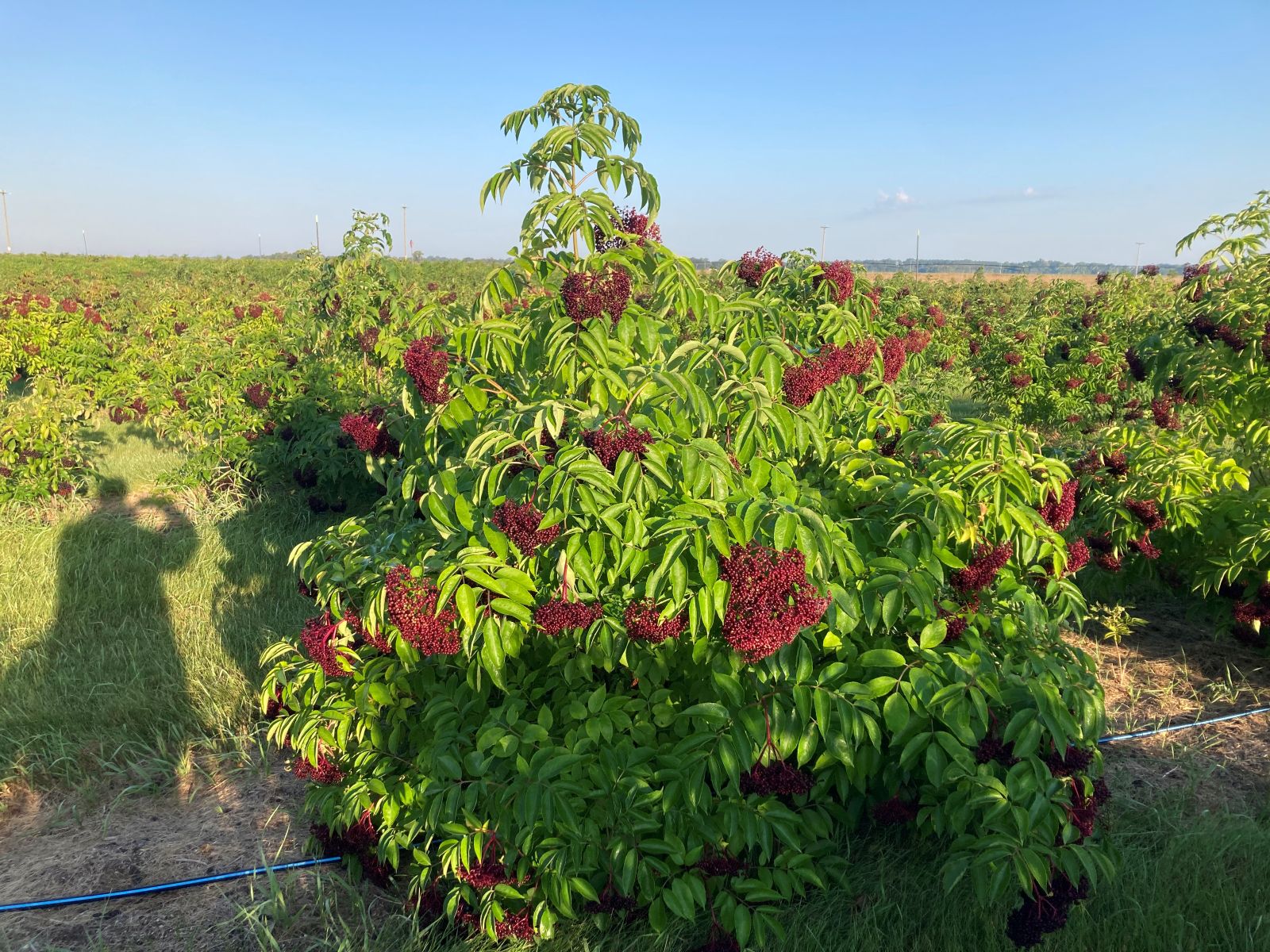 Elderberry Products – Page 2 – The Farm On Central