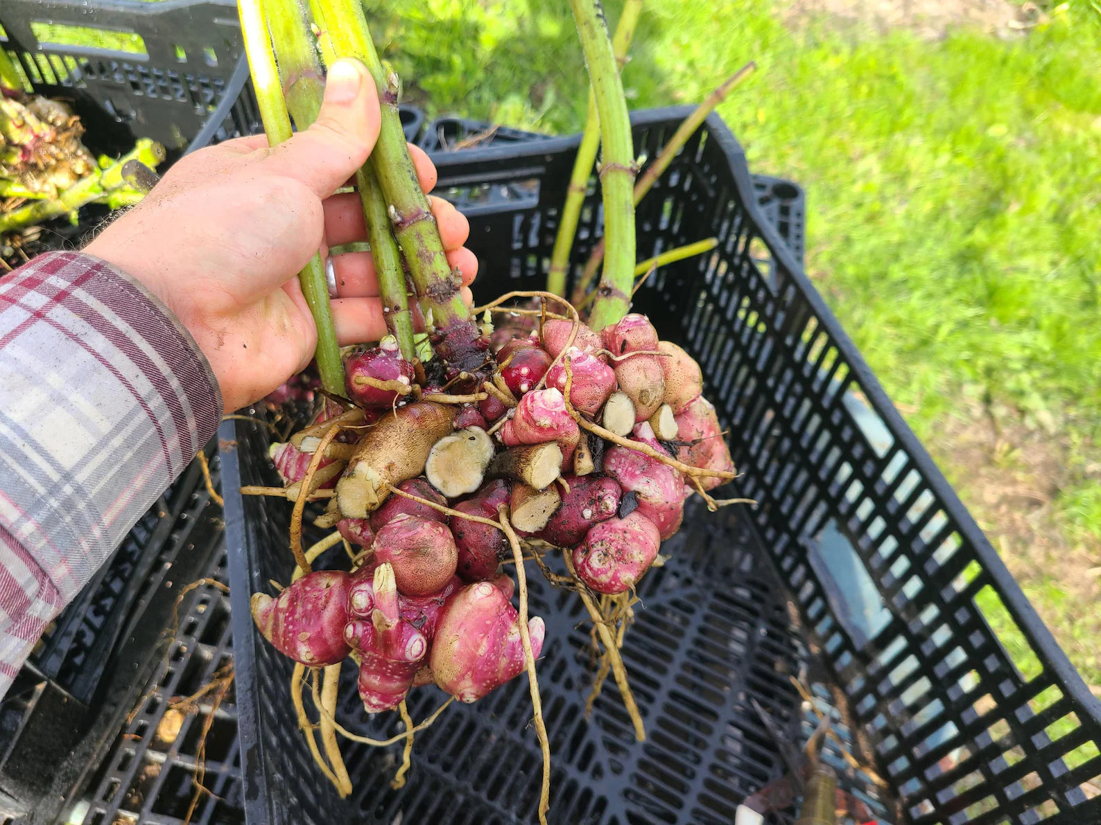 Red Yacon (Peruvian Ground Apple, Bolivian Sunroot) – The Farm On Central