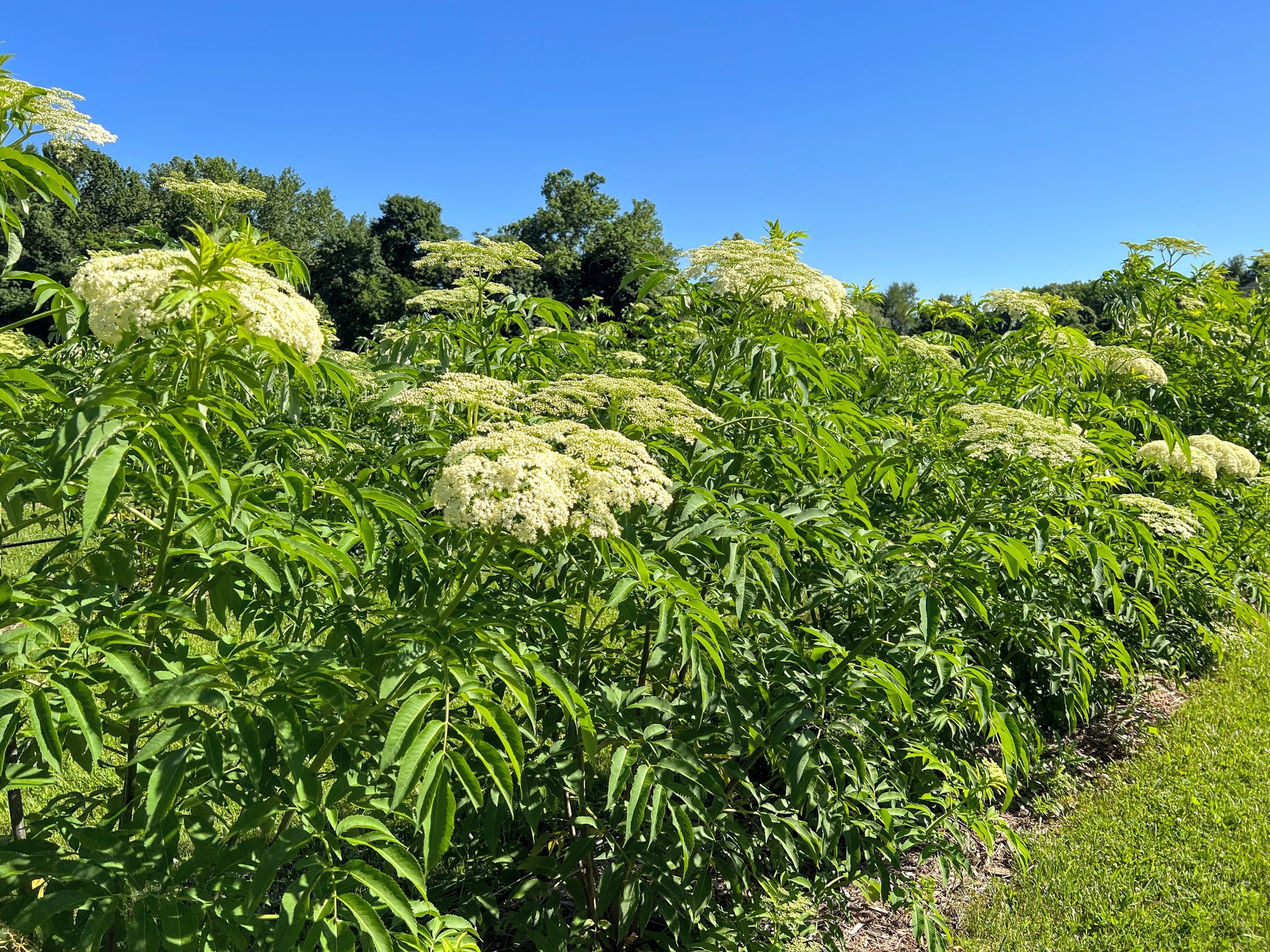 Pocahontas Elderberry Cuttings - Fast Growing & High Yield Elderberry ...