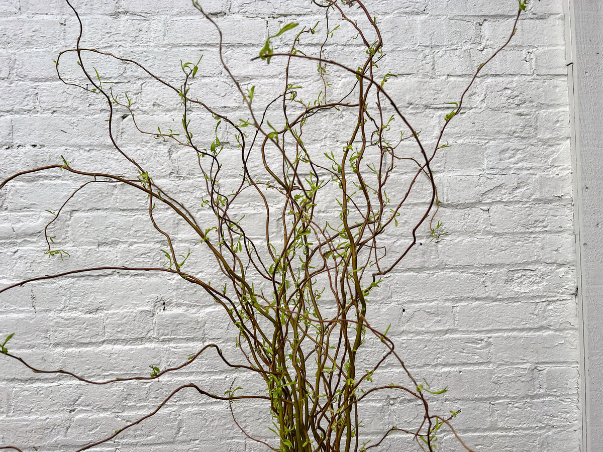 Curly Yellow Willow – The Farm On Central