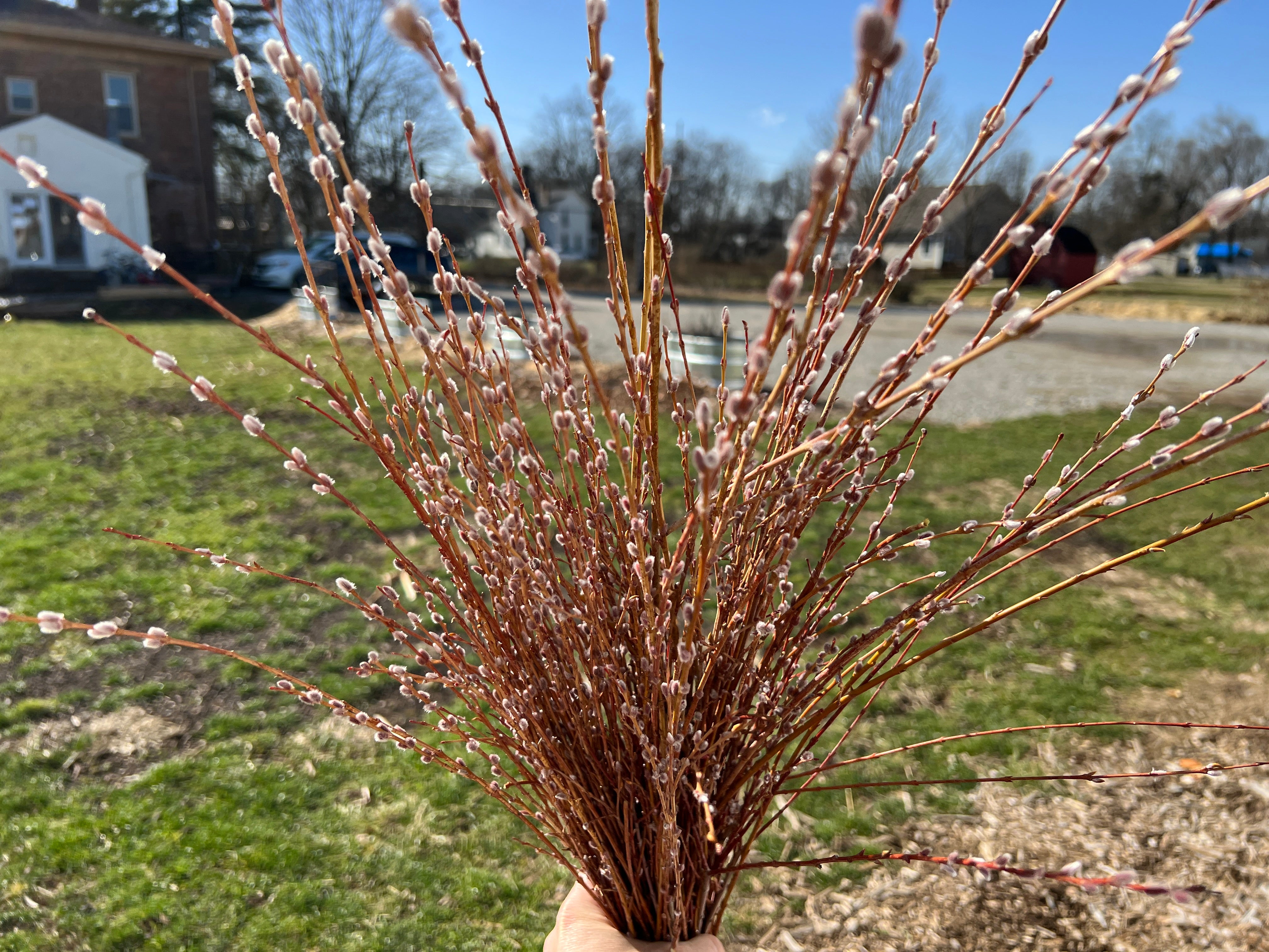 Willows for Pollinators Mix - 20 Count – The Farm On Central